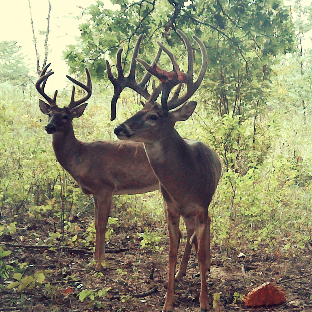 Deer Supplements & Minerals | Deer Attractant Feed