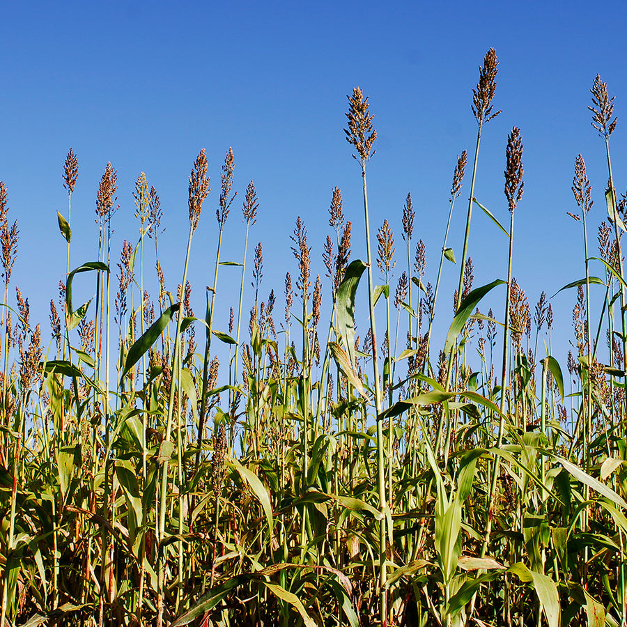 Food Plot Seed for Deer, Turkey, and Wildlife | Plant BioLogic