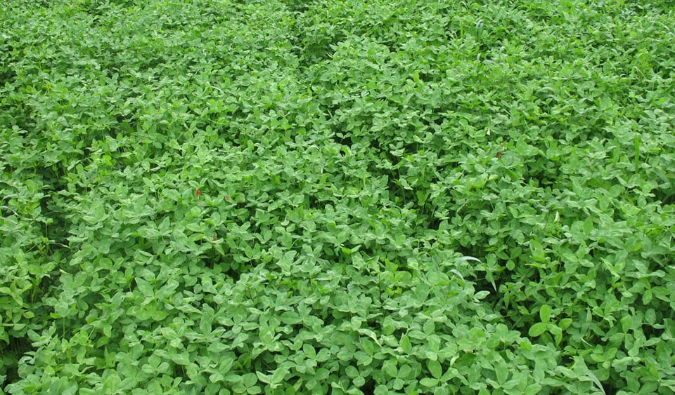 Clover Food Plot Seed for Sale | Clover Seed for Deer