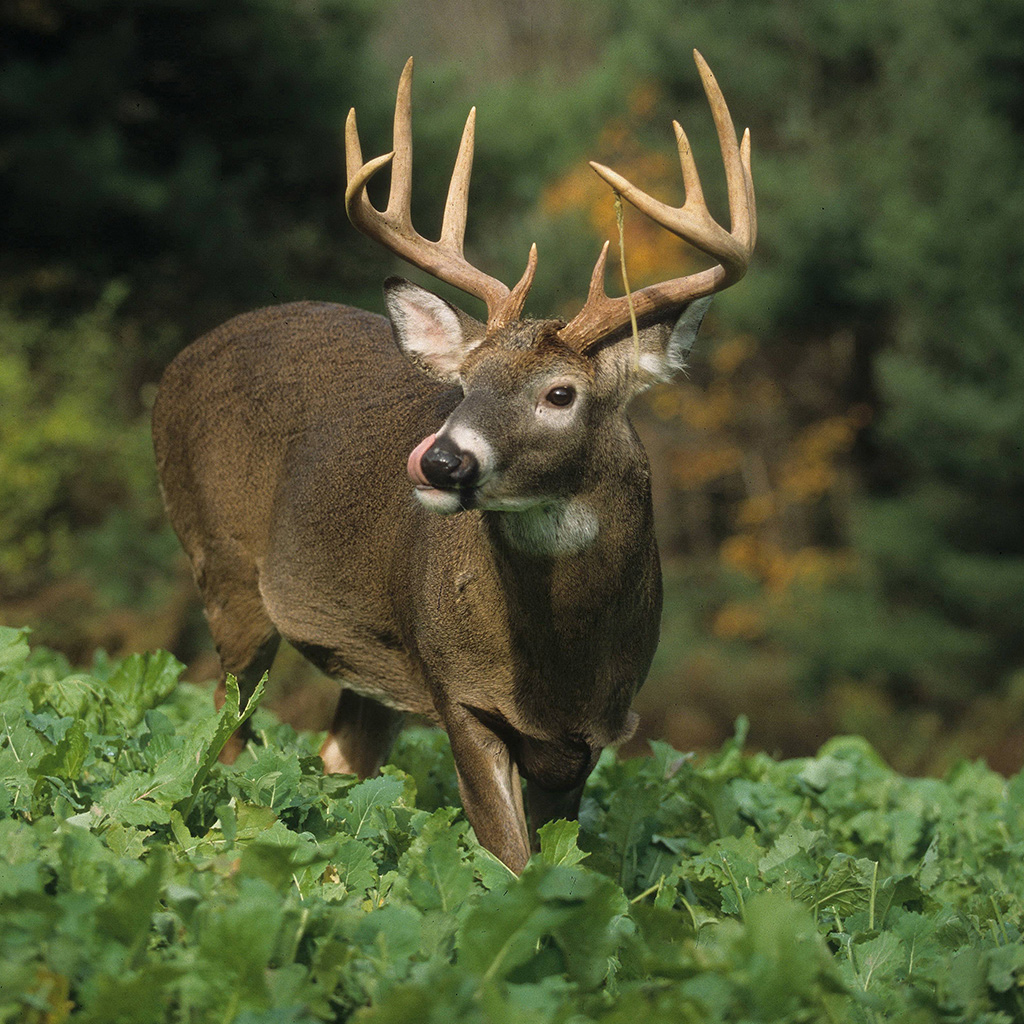 Annual Food Plot Seed - Spring, Fall | Plant BioLogic