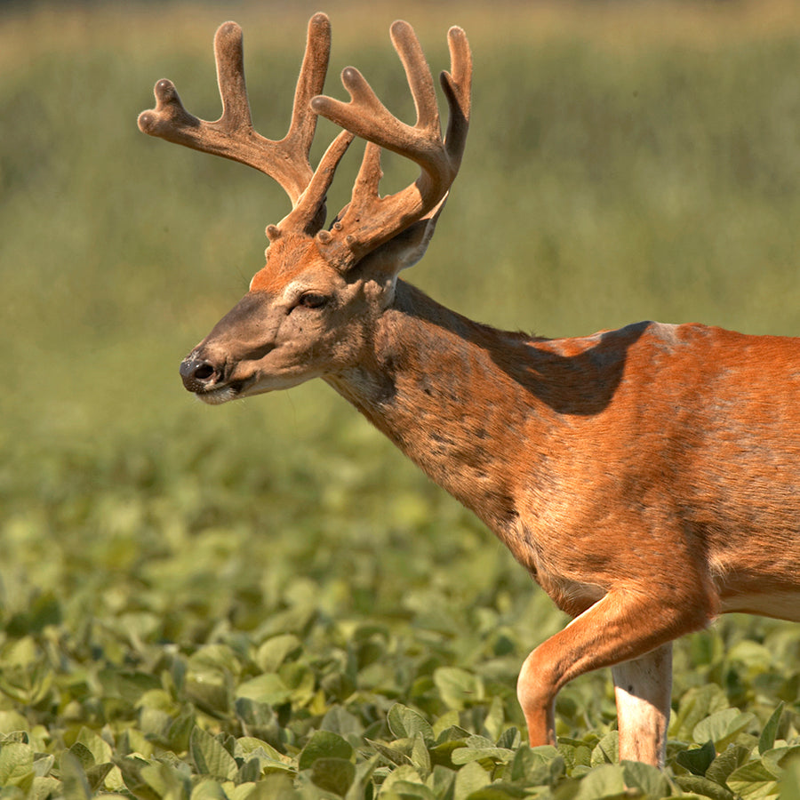 Food Plot Seed for Deer, Turkey, and Wildlife | Plant BioLogic