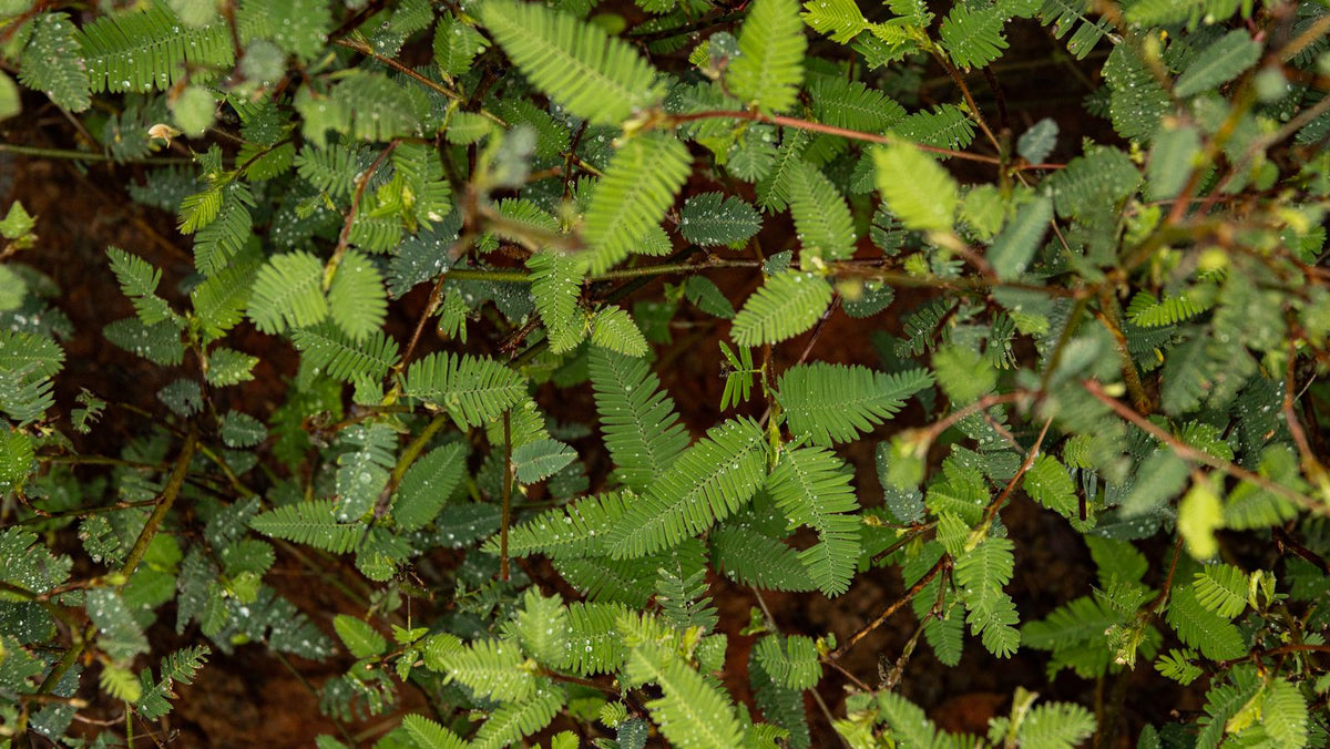 Deer Vetch Food Plot Seed (10 lbs. or 40 lbs.)