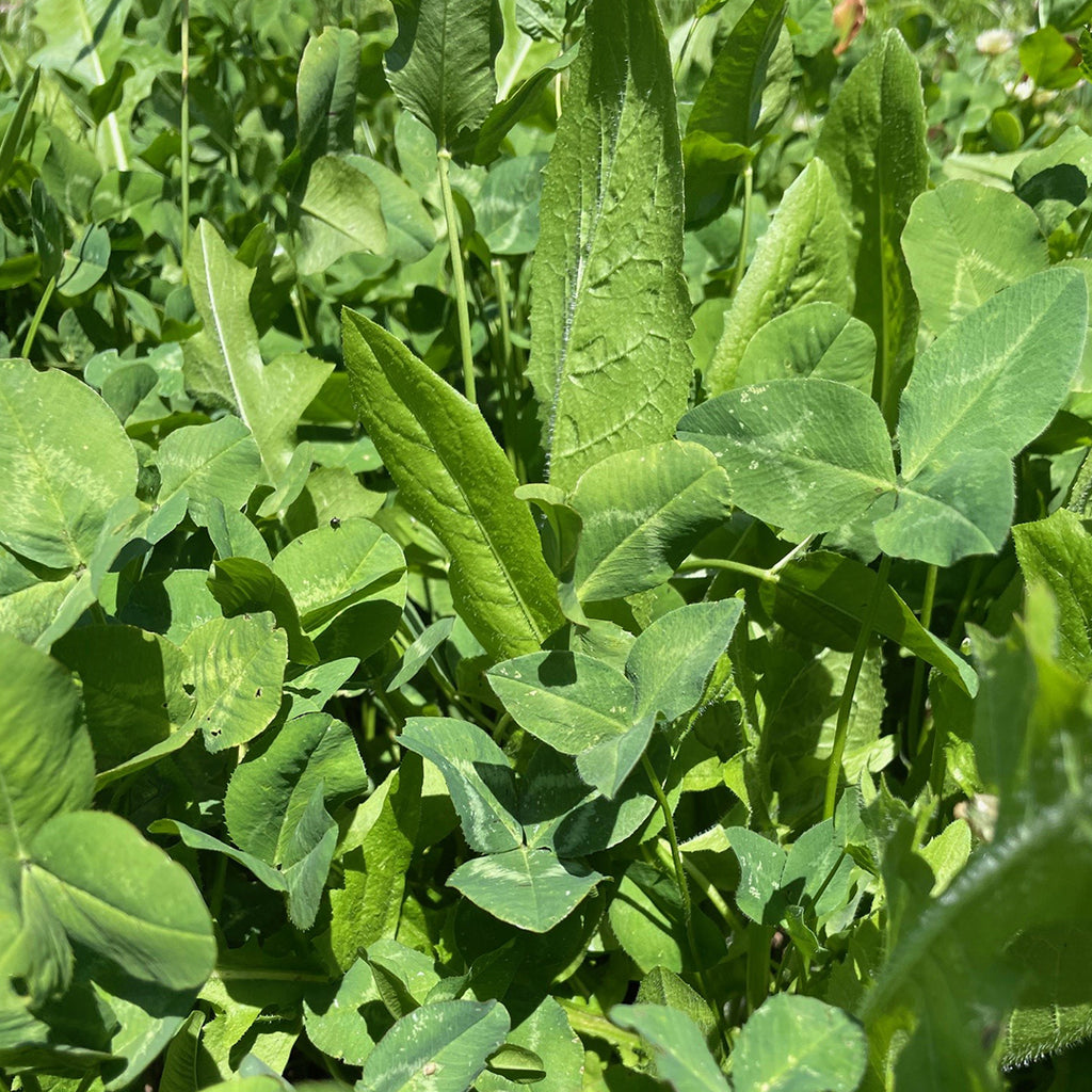 Mossy Oak BioLogic Clover Plus Chicory Food Plot Seed - 9 Lb Bag Plants ...