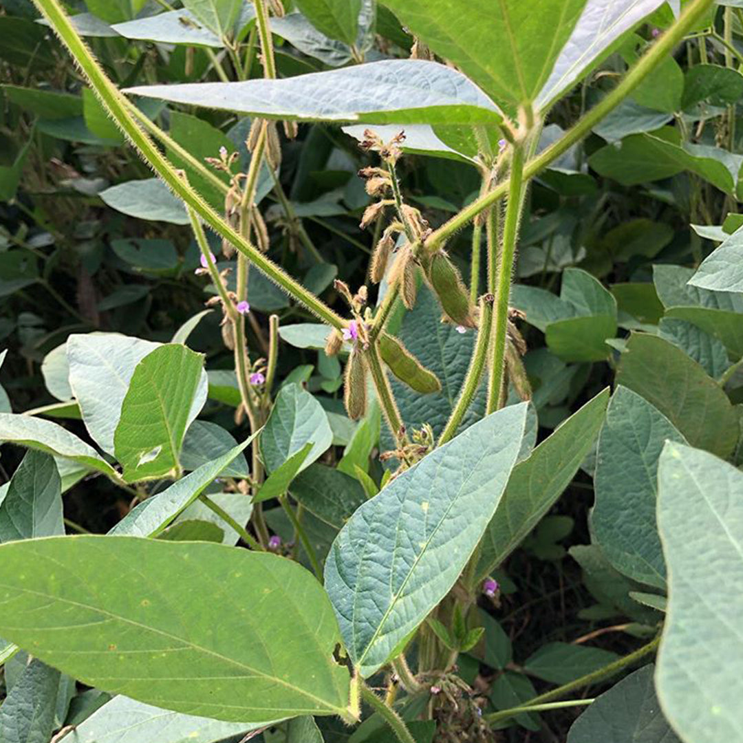 Game Changer Forage Soybeans - 40 lbs. | Plant BioLogic