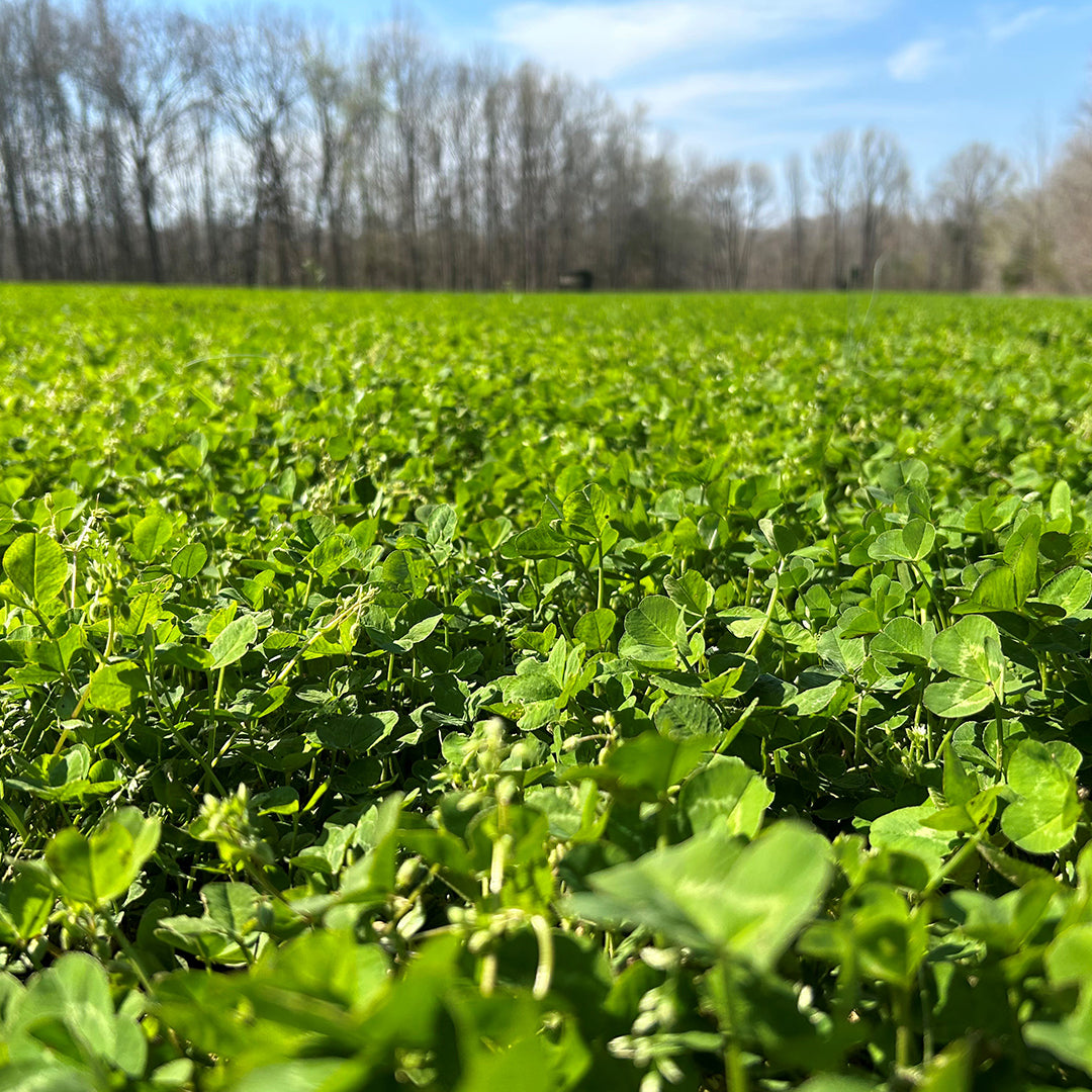Biologic Non-Typical Clover Plot Seed | Plant BioLogic