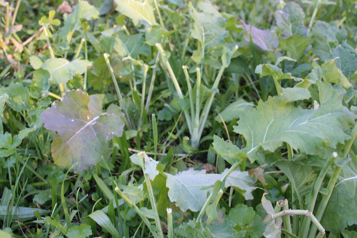 Plant BioLogic Green Patch Plus Food Plot Seed - 1/2 Acre