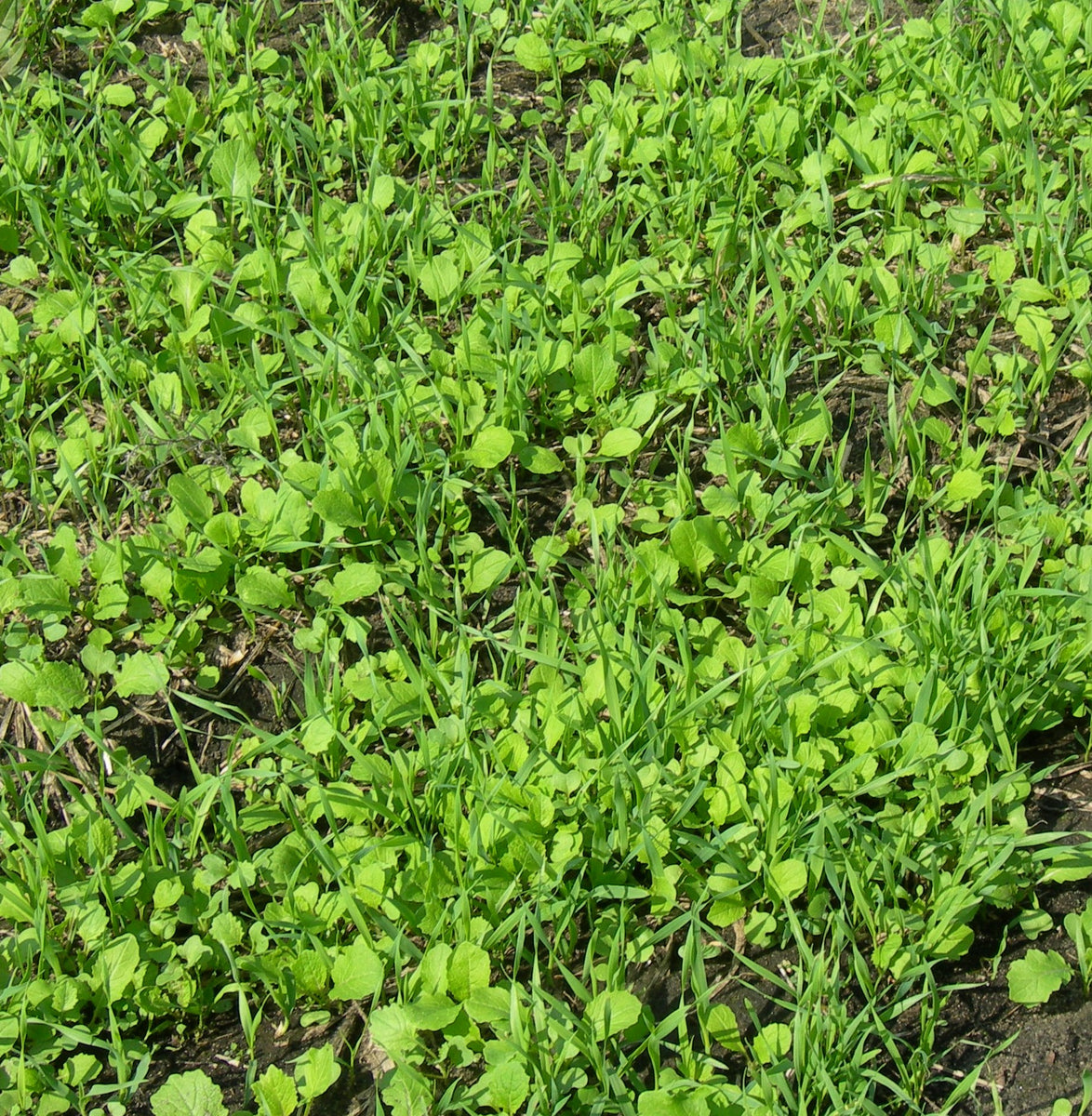 Plant BioLogic Green Patch Plus Food Plot Seed - 1/2 Acre