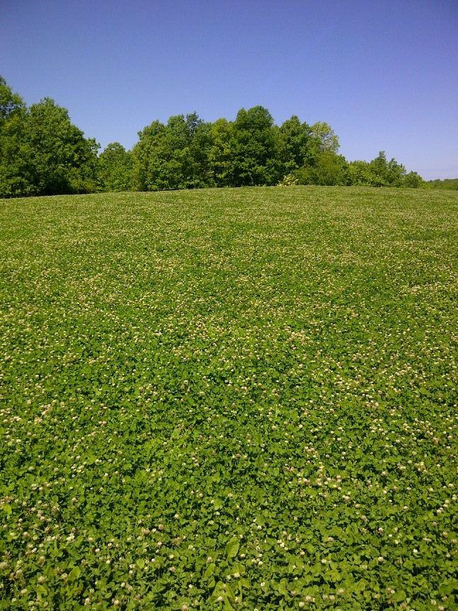 Biologic Non-Typical Clover Plot Seed | Plant BioLogic