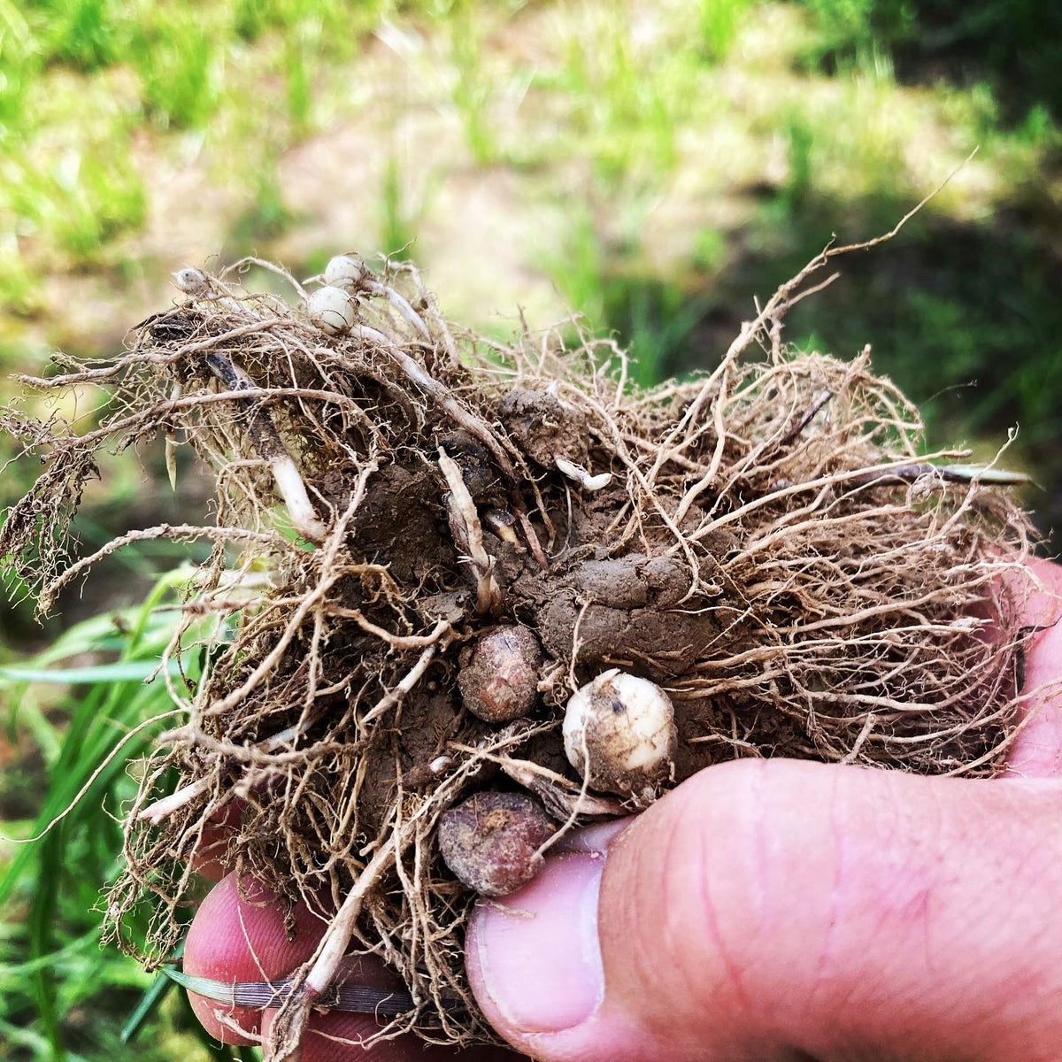 NWTF Turkey Gold Chufa Seed - 1/2 Acre | Plant BioLogic