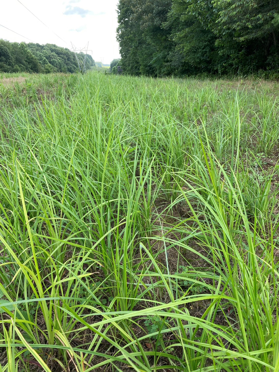 NWTF Turkey Gold Chufa Seed - 1/2 Acre | Plant BioLogic